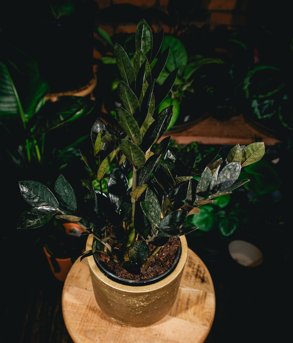 Black Raven ZZ Low/Dry soil – Coles Plants